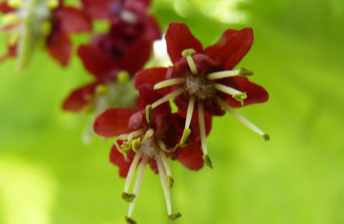 カエデってどんな花？咲く季節は？どこに生えてる？徹底解説！ - FlowerPlant