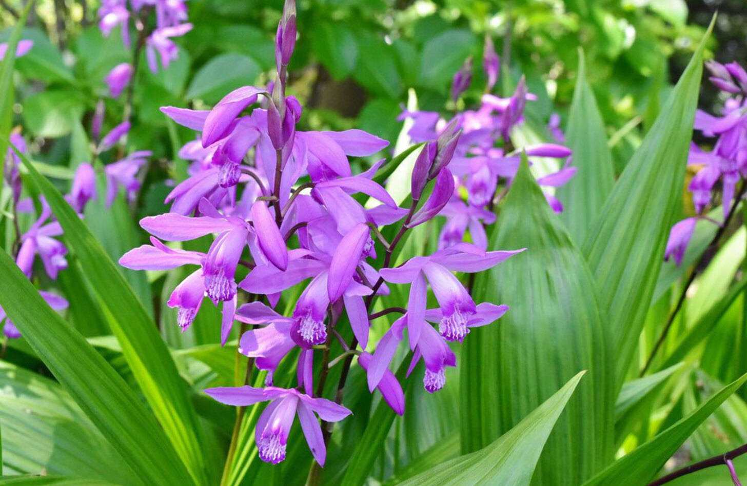 シランってどんな花？咲く季節は？どこに生えてる？徹底解説！