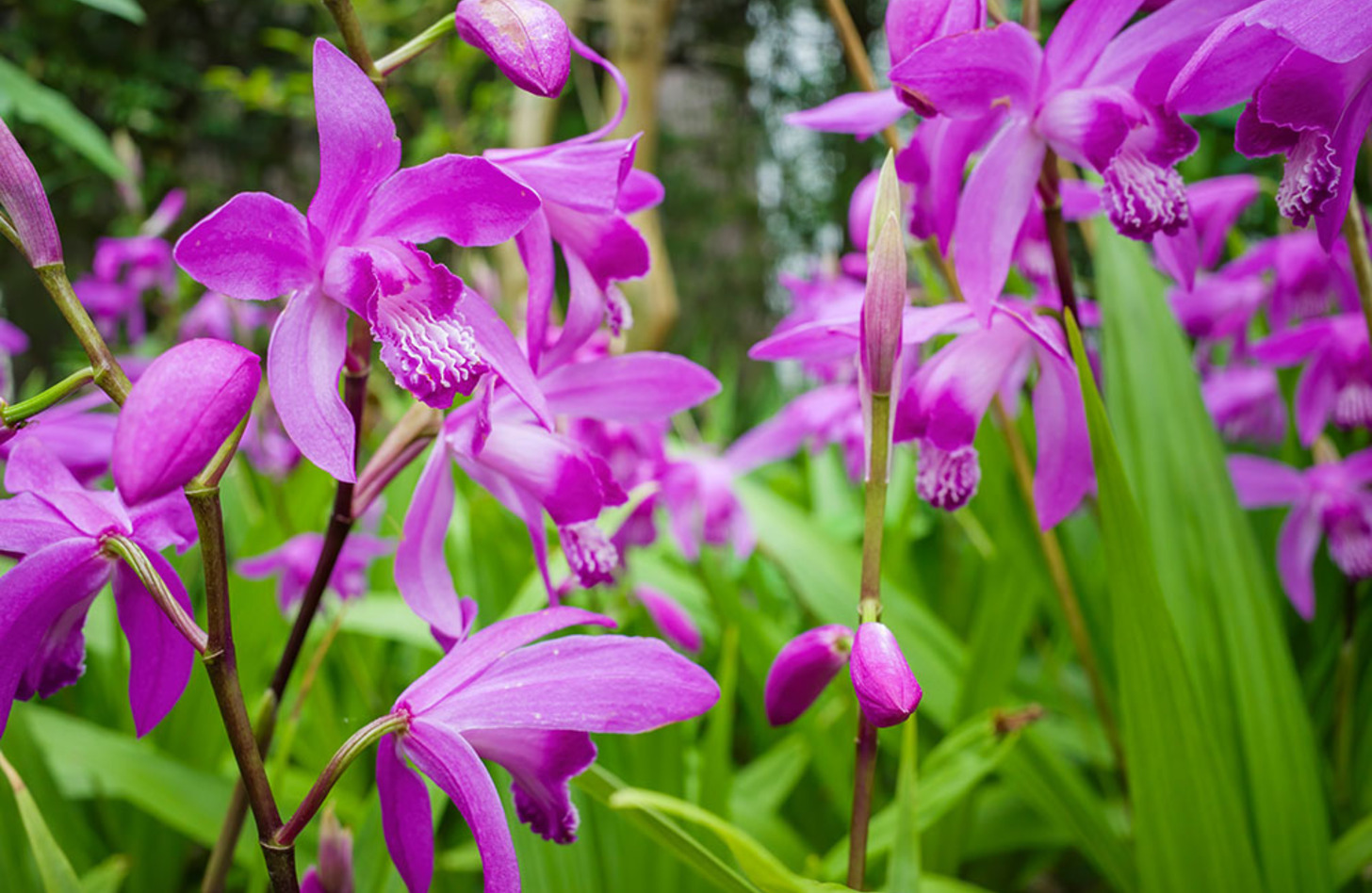 シランってどんな花？咲く季節は？どこに生えてる？徹底解説！