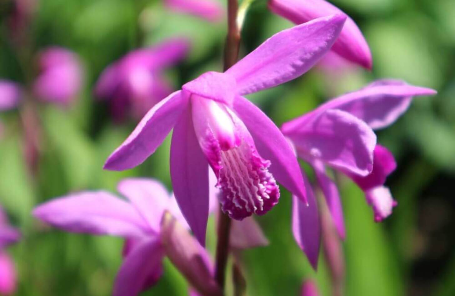 シランってどんな花？咲く季節は？どこに生えてる？徹底解説！