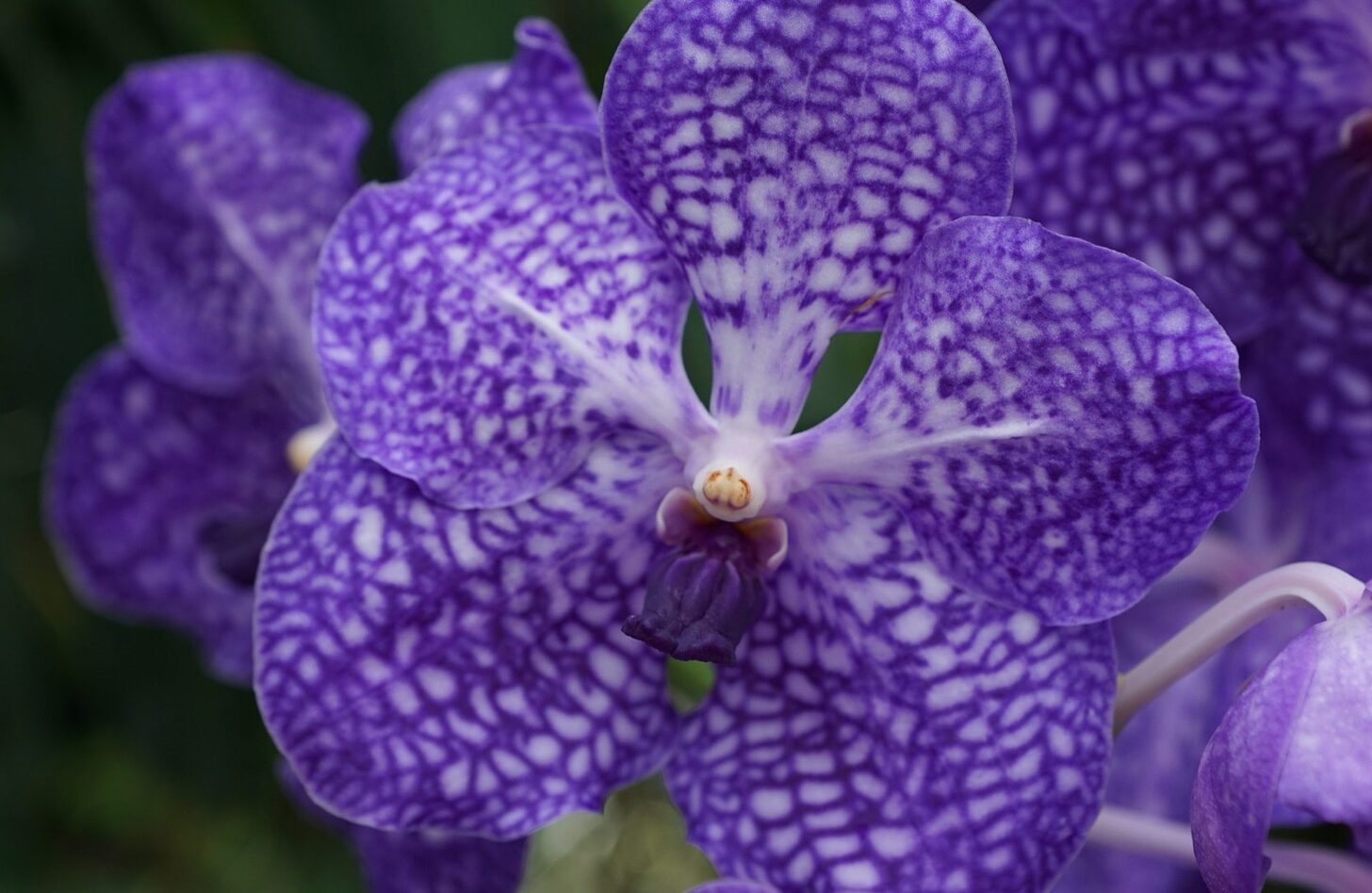 バンダってどんな花？咲く季節は？どこに生えてる？徹底解説！ - FlowerPlant