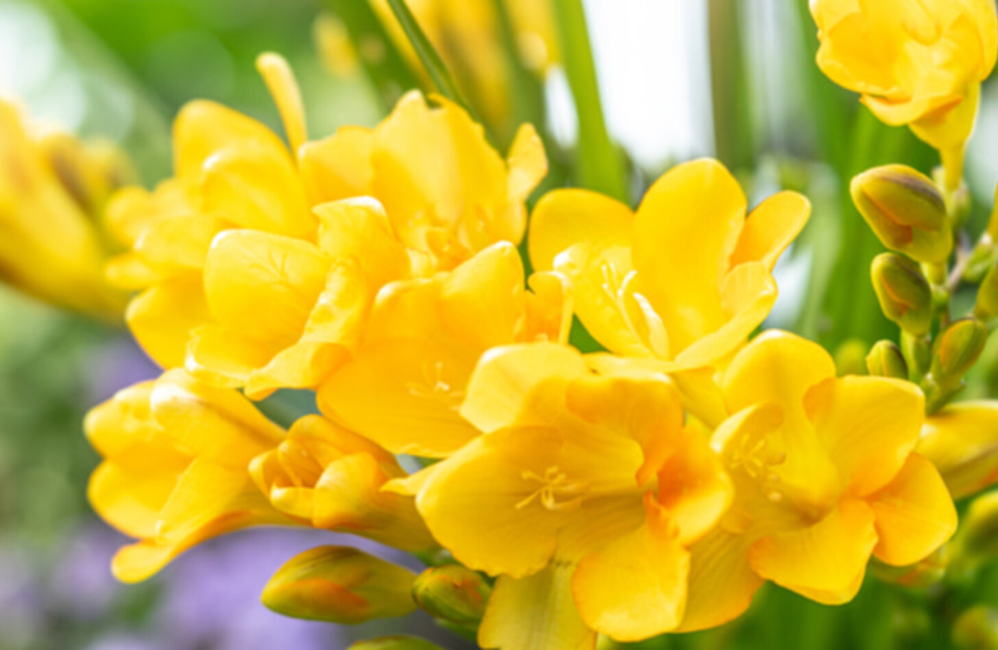 フリージアってどんな花？咲く季節は？どこに生えてる？徹底解説！