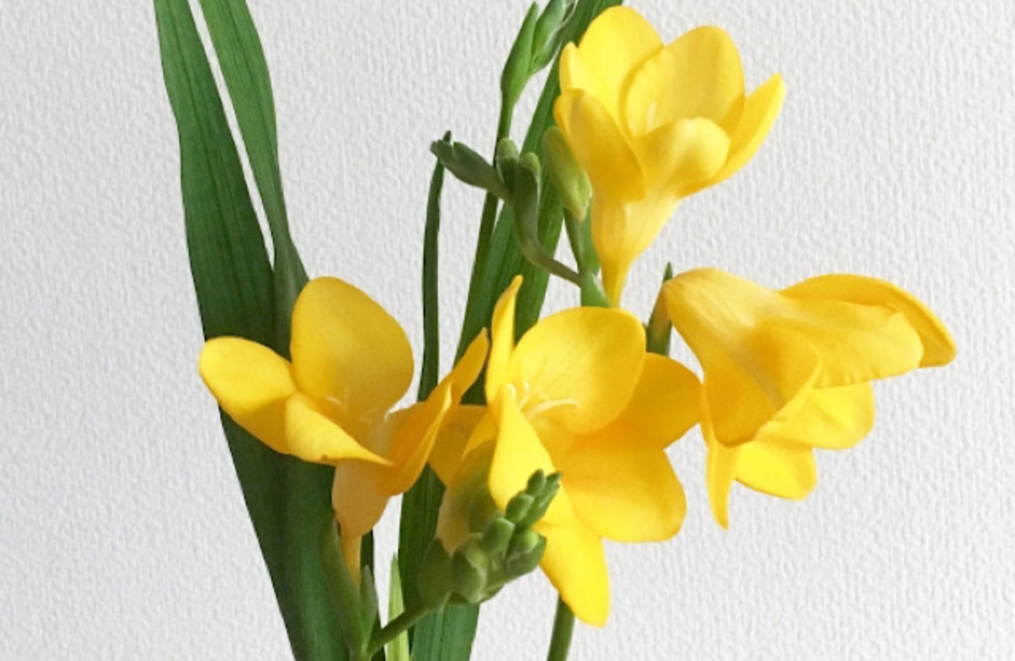 フリージアってどんな花？咲く季節は？どこに生えてる？徹底解説！