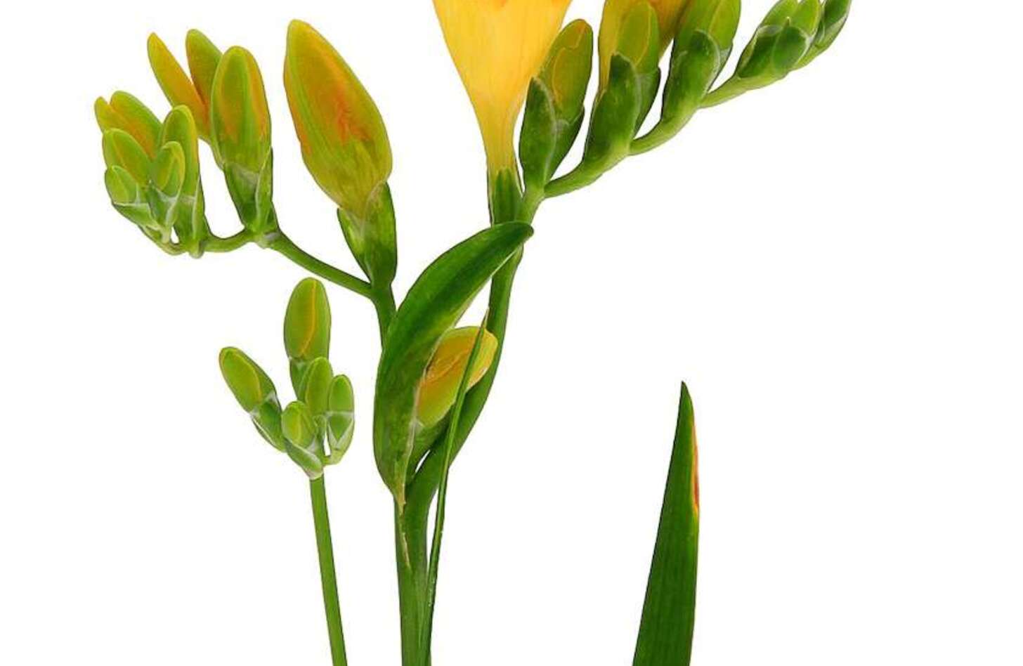 フリージアってどんな花？咲く季節は？どこに生えてる？徹底解説！