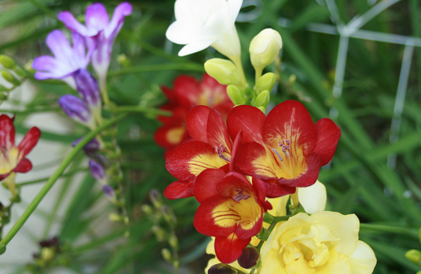 フリージアってどんな花？咲く季節は？どこに生えてる？徹底解説！