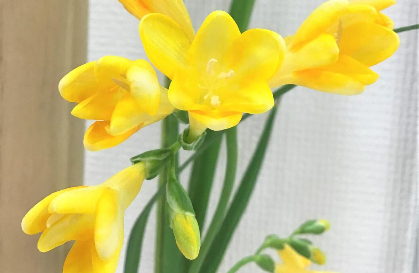 フリージアってどんな花？咲く季節は？どこに生えてる？徹底解説！