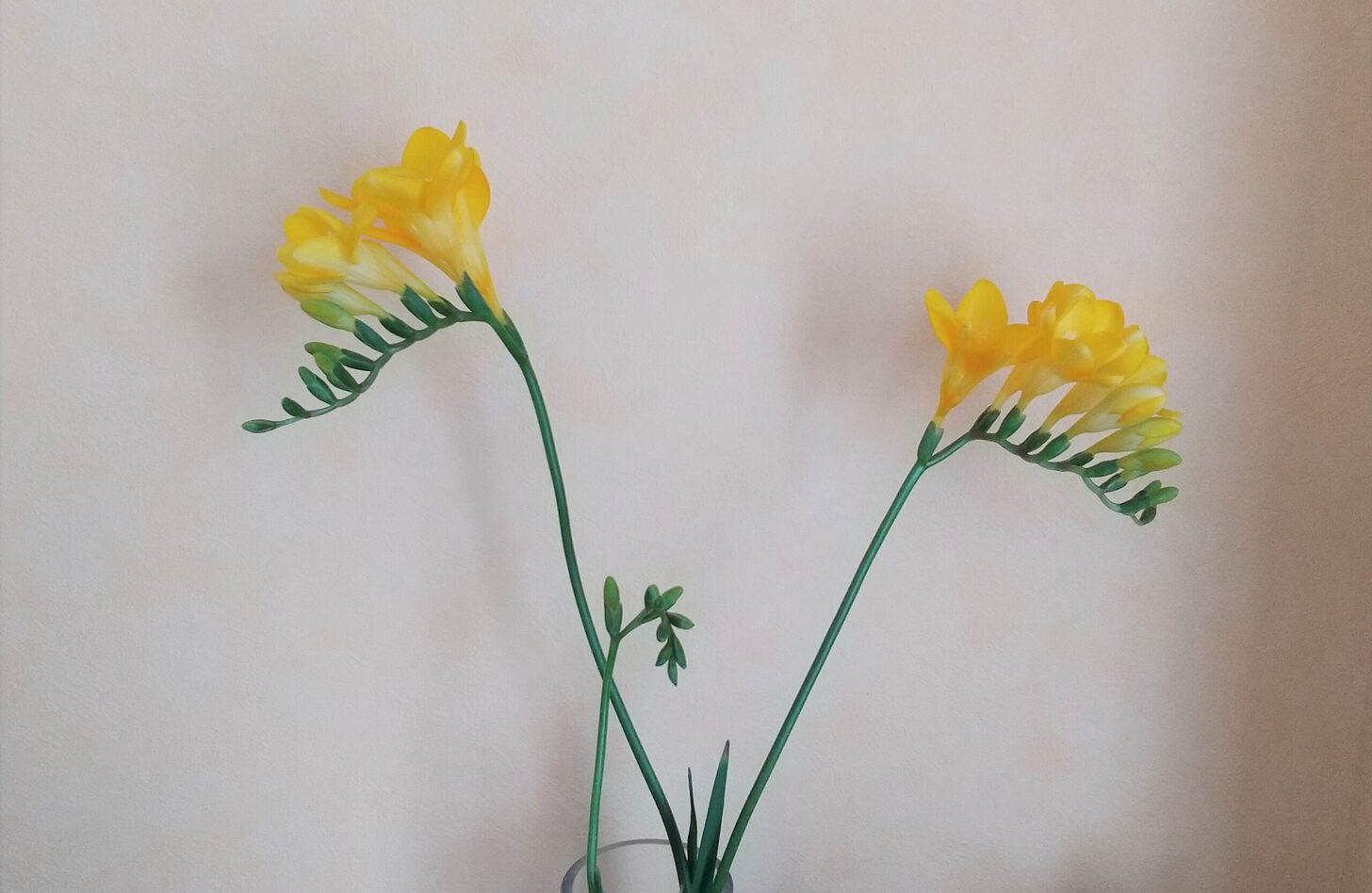 フリージアってどんな花？咲く季節は？どこに生えてる？徹底解説！