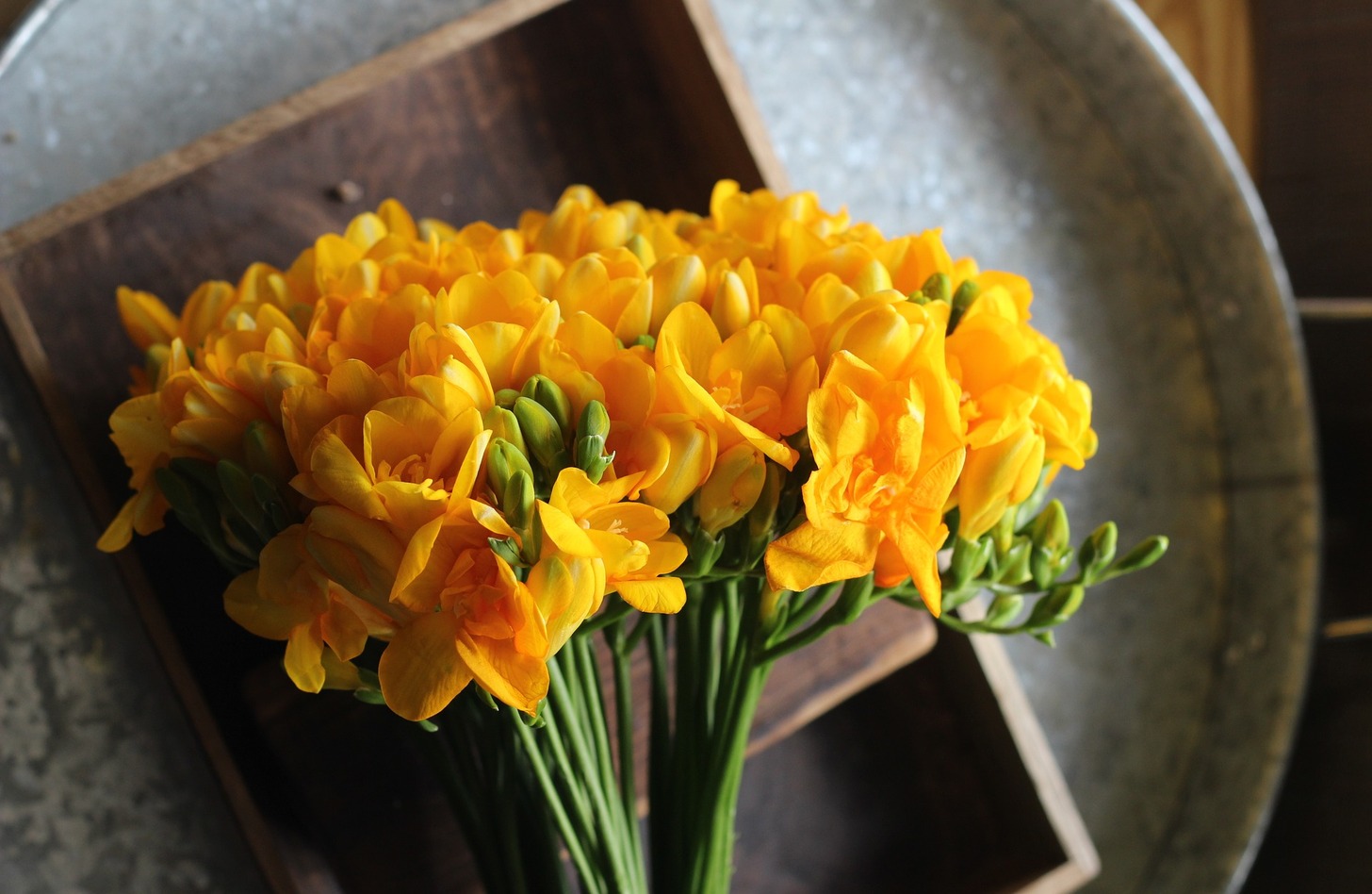 フリージアってどんな花？咲く季節は？どこに生えてる？徹底解説！