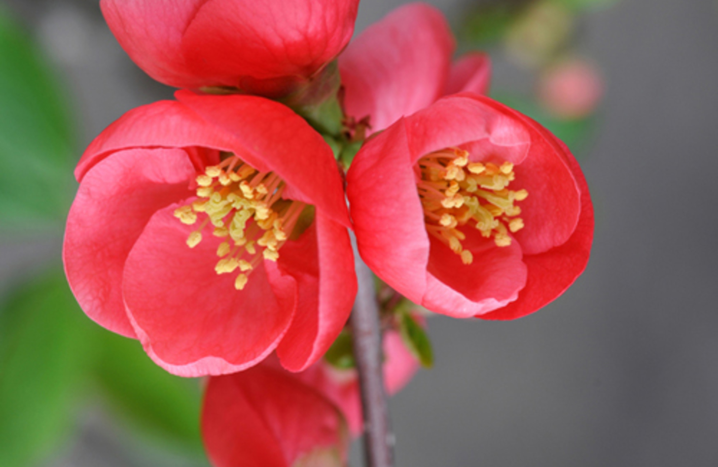 ボケってどんな花？咲く季節は？どこに生えてる？徹底解説！ - FlowerPlant