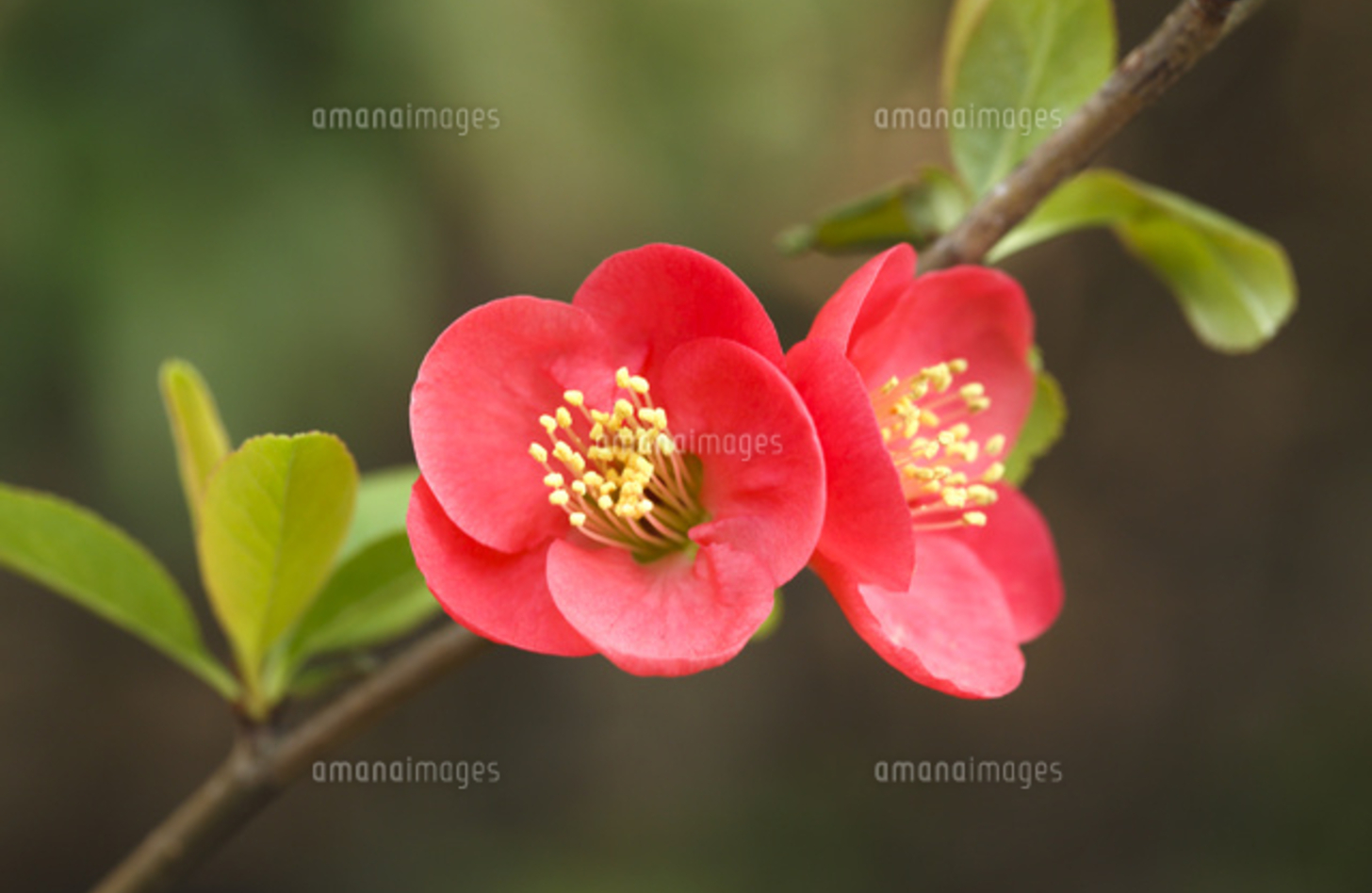 ボケってどんな花？咲く季節は？どこに生えてる？徹底解説！ - FlowerPlant
