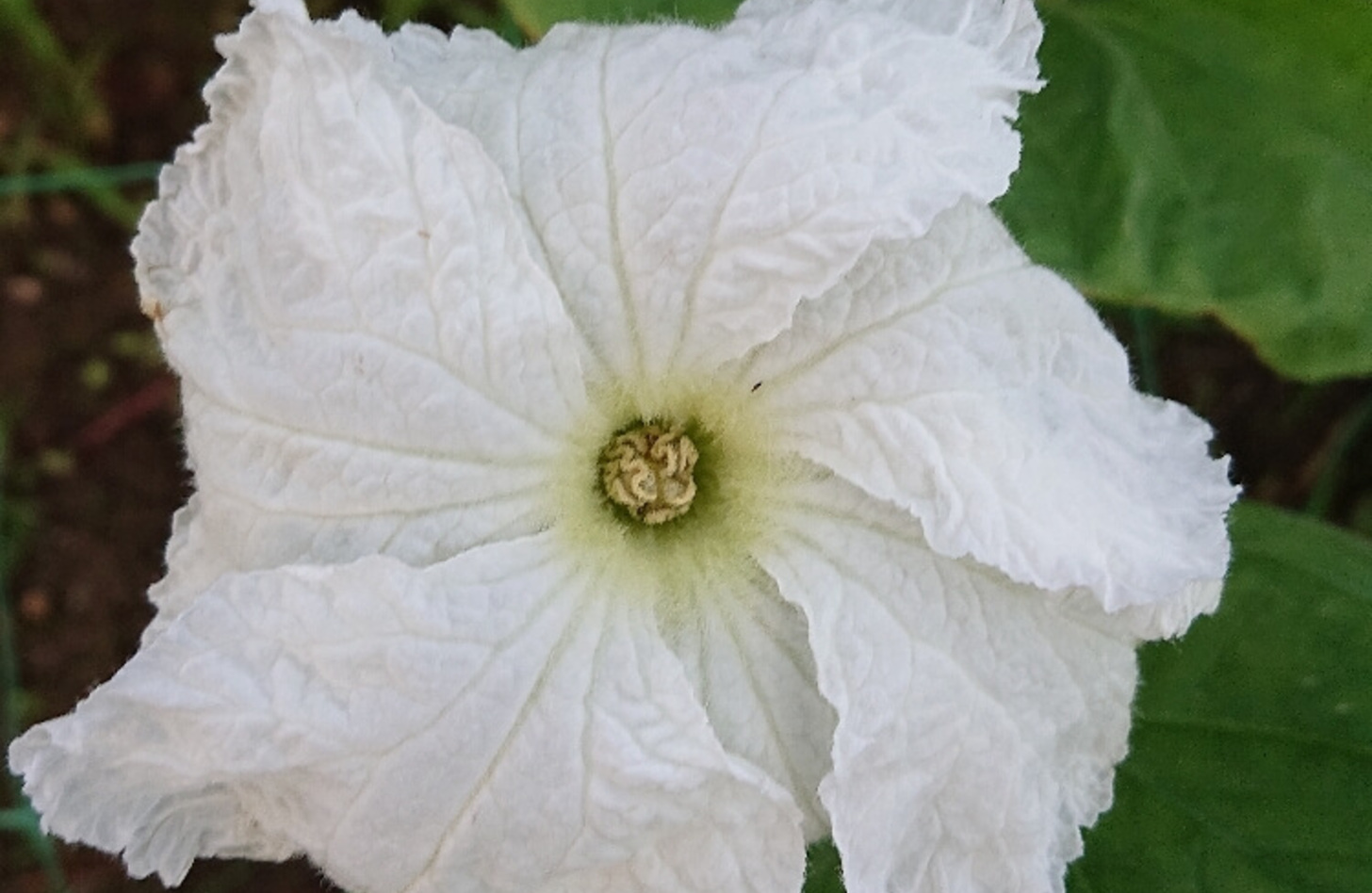 ユウガオってどんな花？咲く季節は？どこに生えてる？徹底解説！ - FlowerPlant