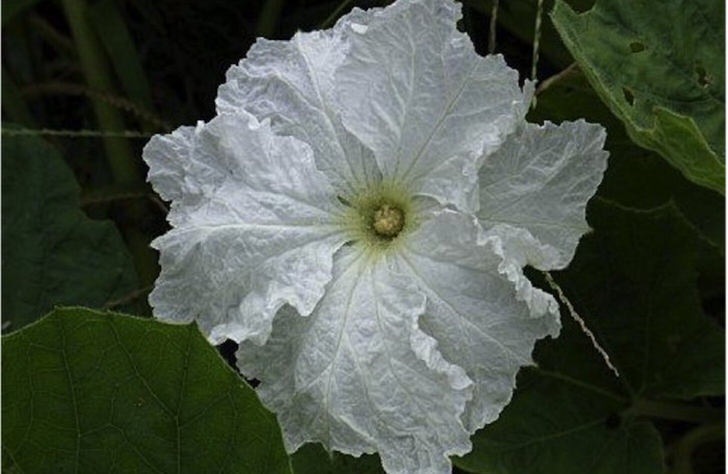 ユウガオってどんな花？咲く季節は？どこに生えてる？徹底解説！ - FlowerPlant