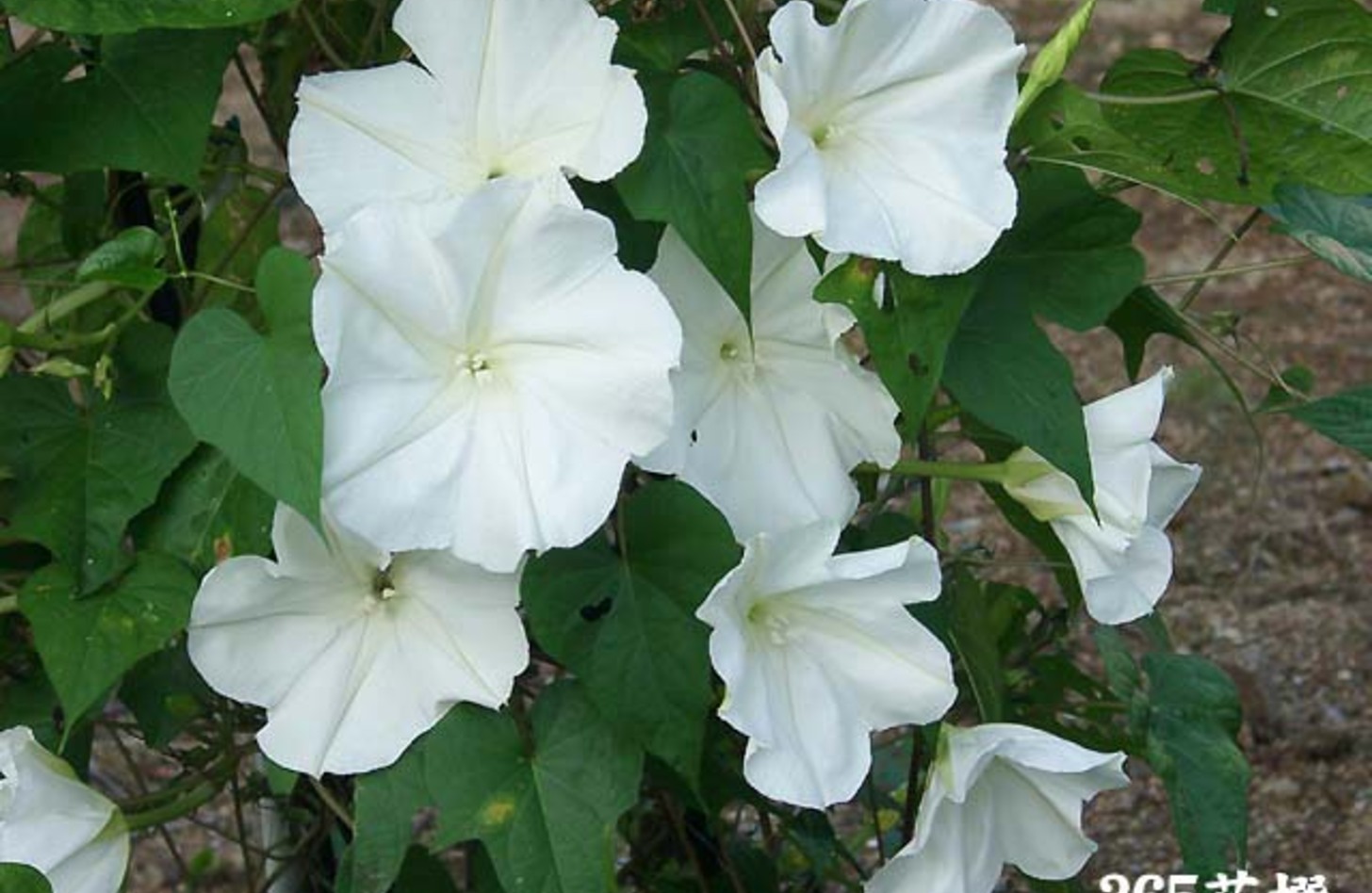 ユウガオってどんな花？咲く季節は？どこに生えてる？徹底解説！ - FlowerPlant